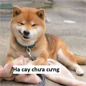 Tổng hợp 179+ ảnh cay meme mặn mòi hài hước nhất