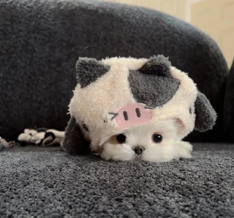 Ngất ngây trước 228+ hình ảnh con vật cute nhất hành tinh